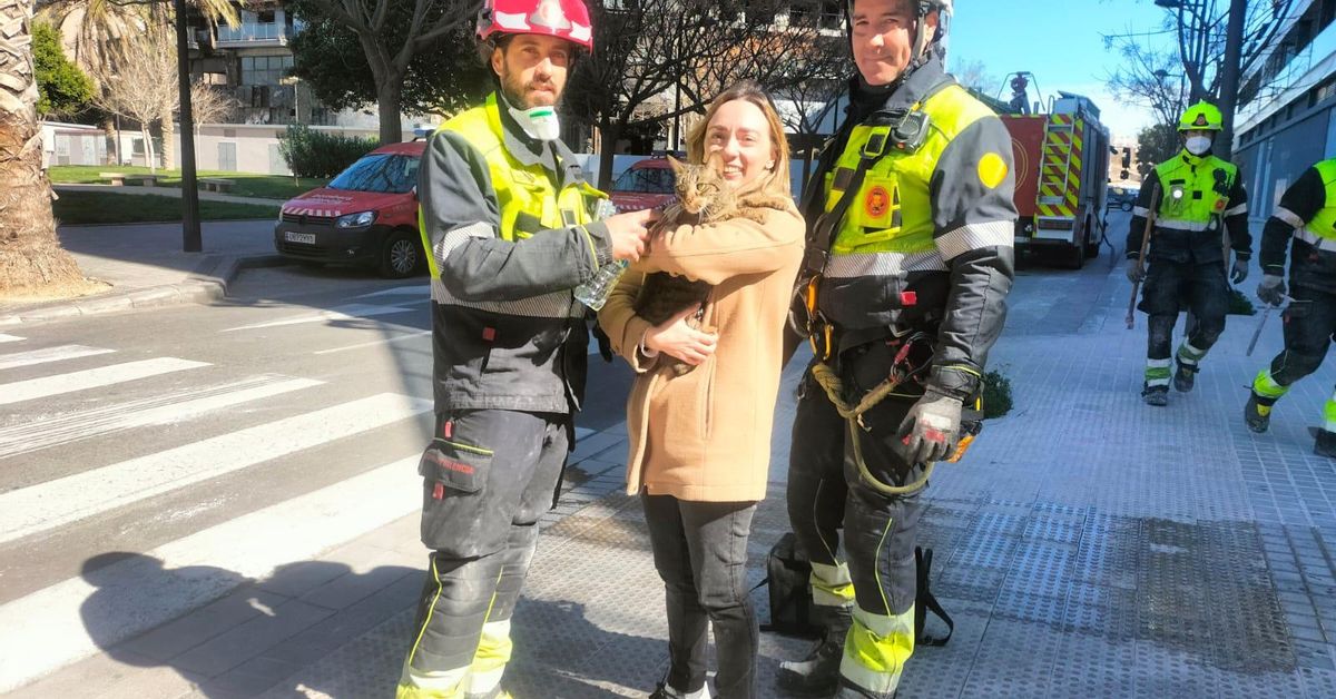 Coco, el gat que ha sobreviscut a l'incendi de Campanar - À Punt