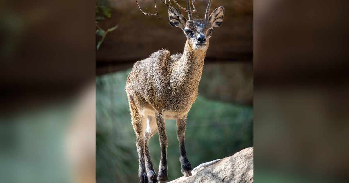 Mor Calypso, l'únic antílop salta-roques d'Europa i un dels animals més ...