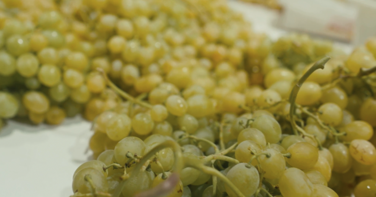 El raïm de la sort és valencià - À Punt