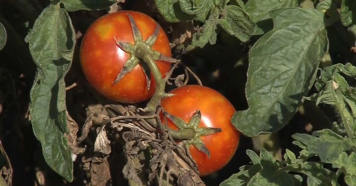 La calor afecta la campanya de la tomaca de penjar - À Punt