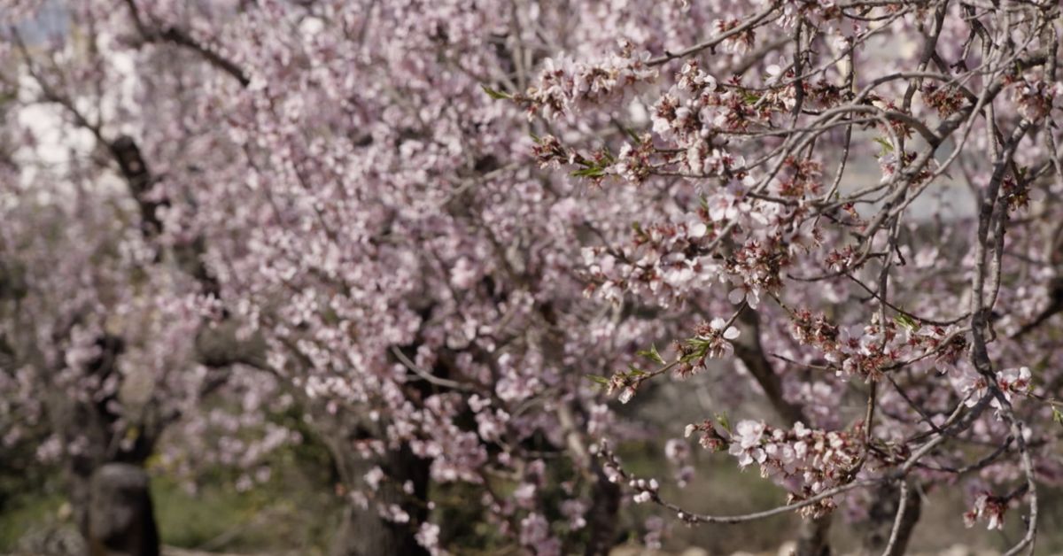 Què podem tastar? - Apunts de Llengua
