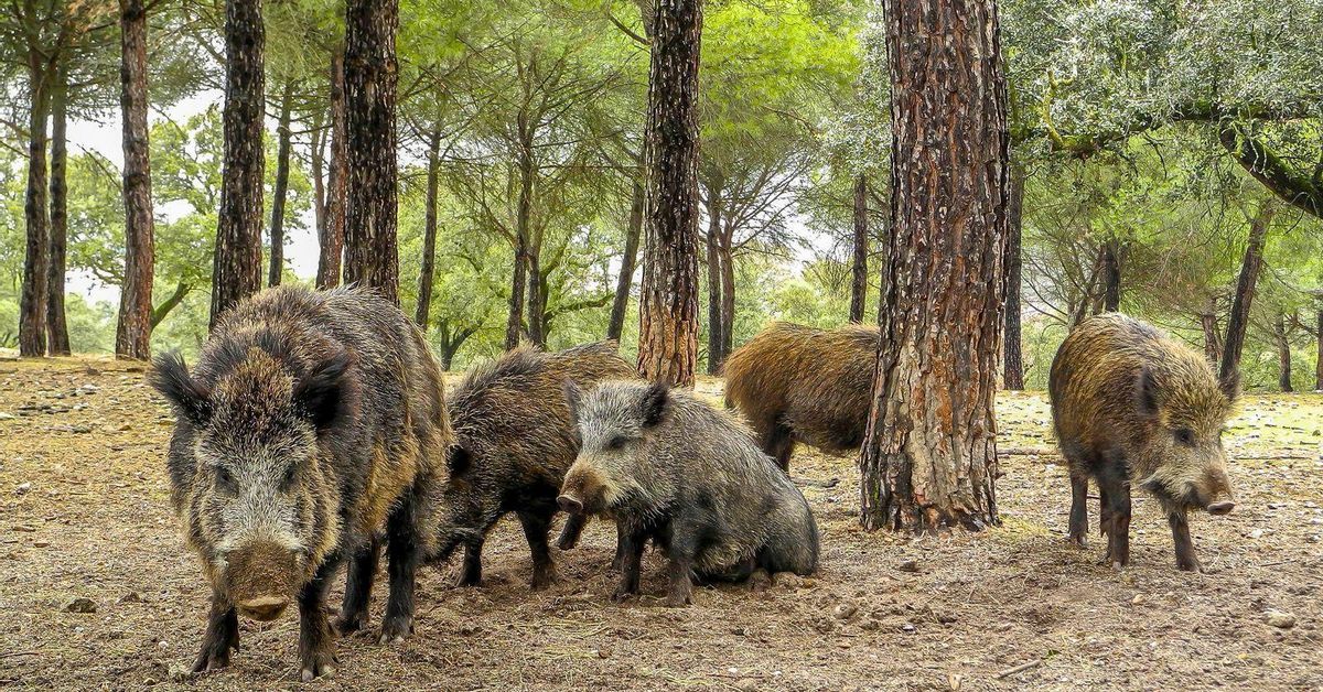 El mapa de la sobrepoblació de porc senglar - À Punt