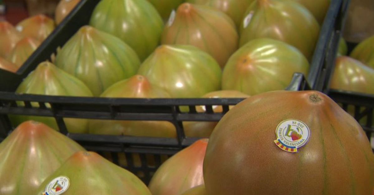 La tomaca valenciana, única en el món, distinguida amb la marca de ...