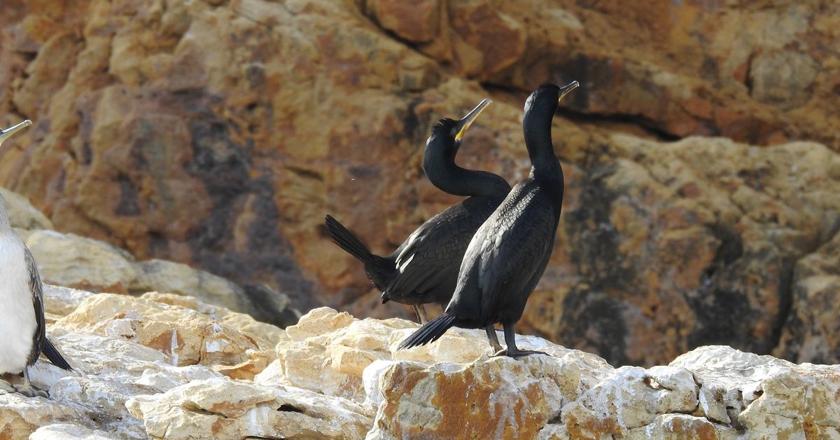 Animalades | Coneixement animal - À Punt